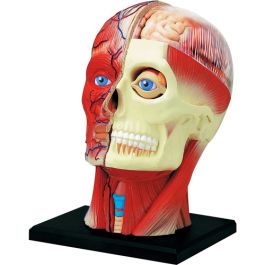 4D Human Head Anatomy Model | Science First