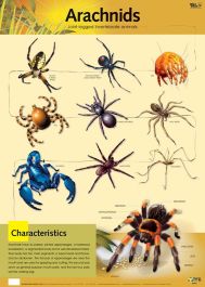Arachnids Poster | Science First