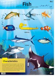 Fish Poster | Science First