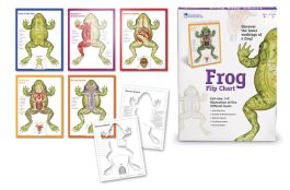 Frog Flip Chart | Science First