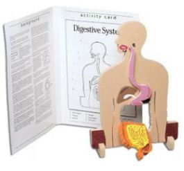 Book plus models - digestion | Science First