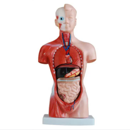 26cm Torso 15 parts | Science First