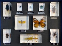Insect Orders - 10 Specimens | Science First