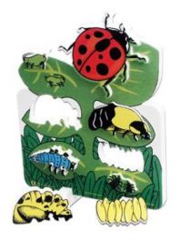 Book plus models - ladybug lifecycle | Science First