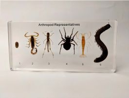 Arthropods Specimens Collection | Science First
