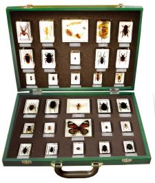 Large Assorted Specimen Kit, 30 Piece | Science First