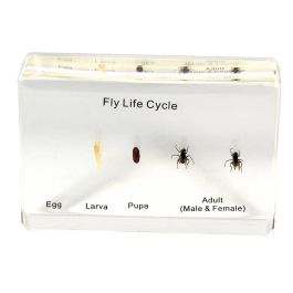 Fly Specimens - Fly Life Cycle | Science First