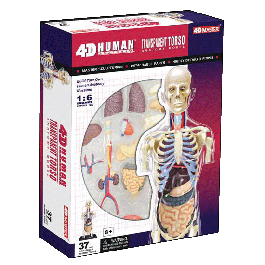 4D Transparent Torso Anatomy Model | Science First