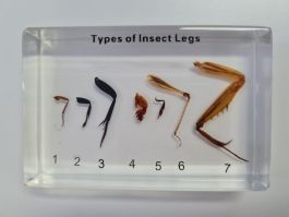 Types of Insect Legs - 7 Specimens in one block | Science First