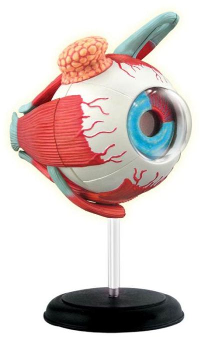 4D Human Eyeball Anatomy Model | Science First