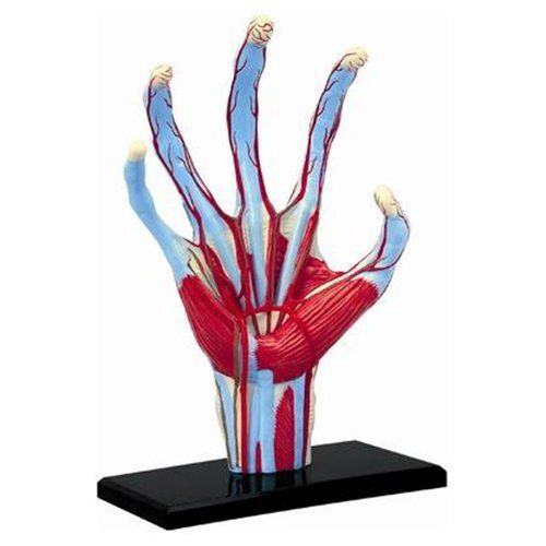 4D Human Hand Anatomy Model | Science First