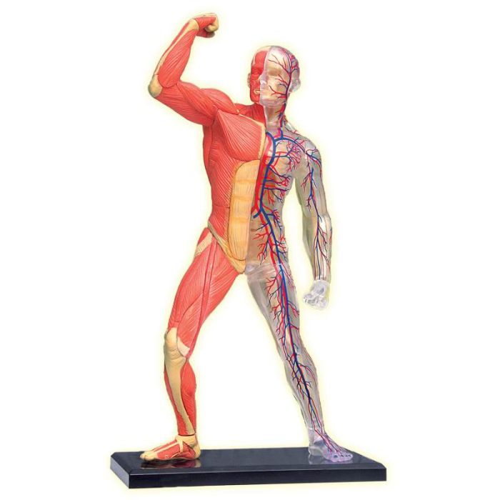 4D Human Muscle & Skeleton Anatomy Model | Science First