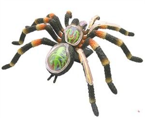 4D Vision Tarantula Spider Anatomy Model | Science First