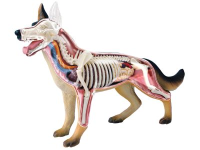 4D Vision Dog Anatomy Model | Science First