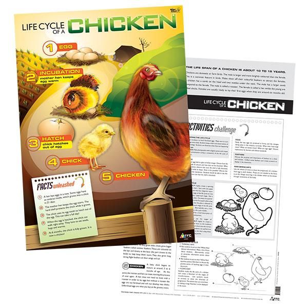Lifecycle of a Chicken Poster | Science First