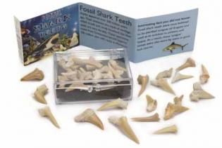Fossil Shark Teeth | Science First