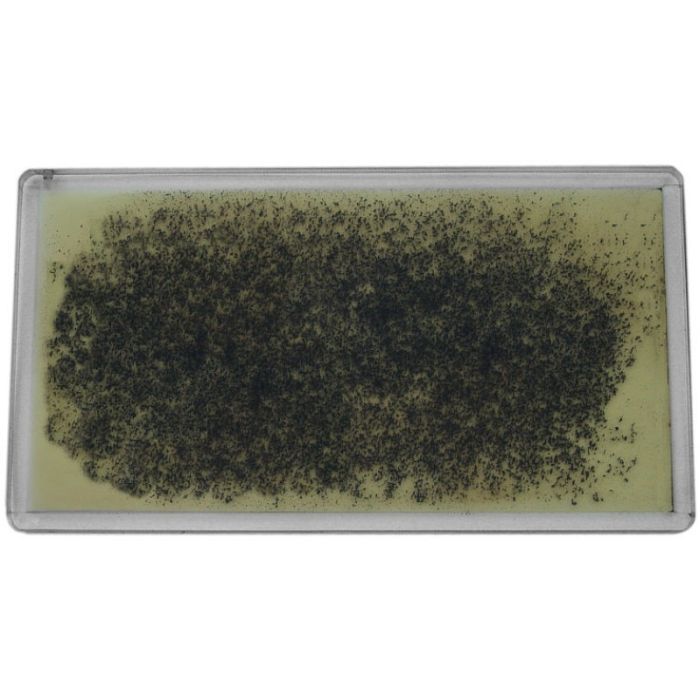 Oil Filled Magnetic-field Demonstrator | Science First