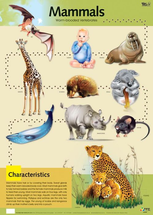Mammals Poster | Science First