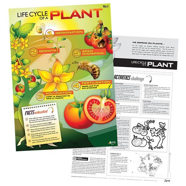 Lifecycle of a Plant Poster | Science First