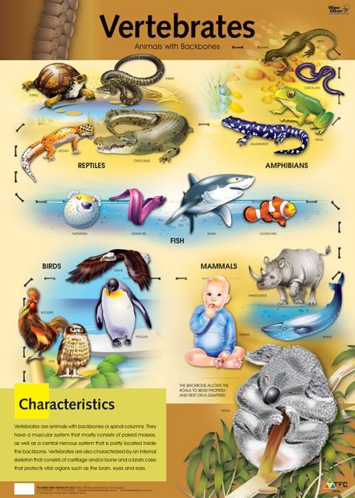 Vertebrates Poster | Science First