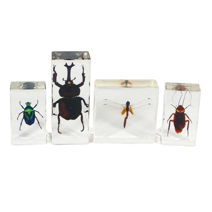 Insect Specimen Kit | Science First