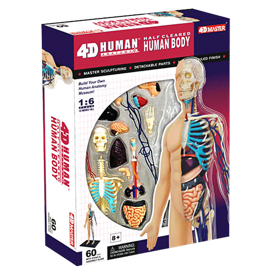 4D Half Cleared Human Body Model | Science First