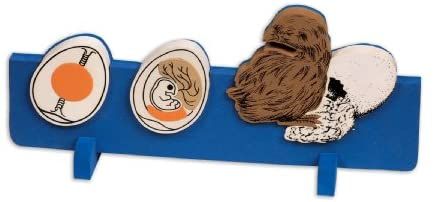 Book plus models - chicken lifecycle | Science First