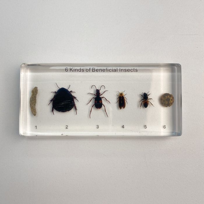 6 Kinds of Beneficial Insects | Science First