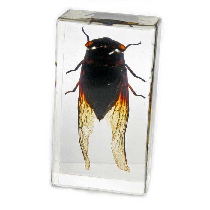 Cicada Specimen | Science First