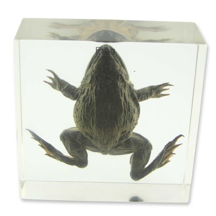 Frog Specimen | Science First